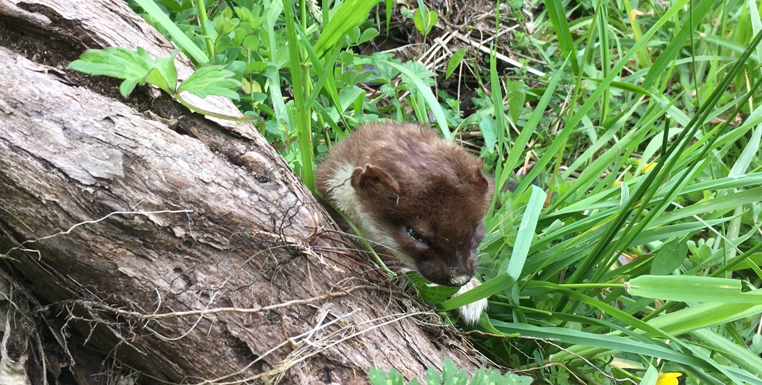 How to combat stoats this summer - Save the Kiwi